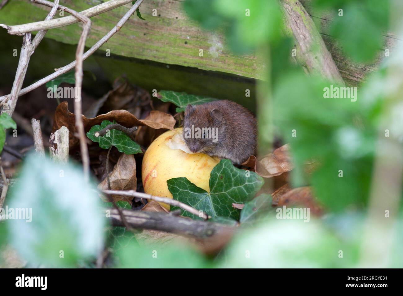 Short tailed field mouse hi-res stock photography and images - Alamy
