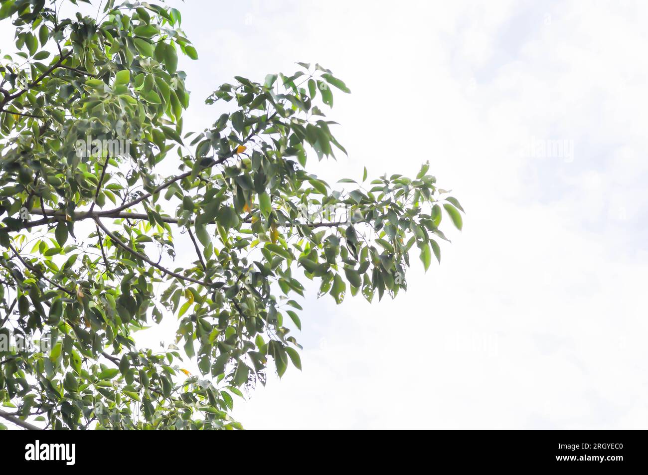 Bombax anceps Pierre, nBombacaceae,Bombax ceiba Linn or BOMBACACEAE and ...