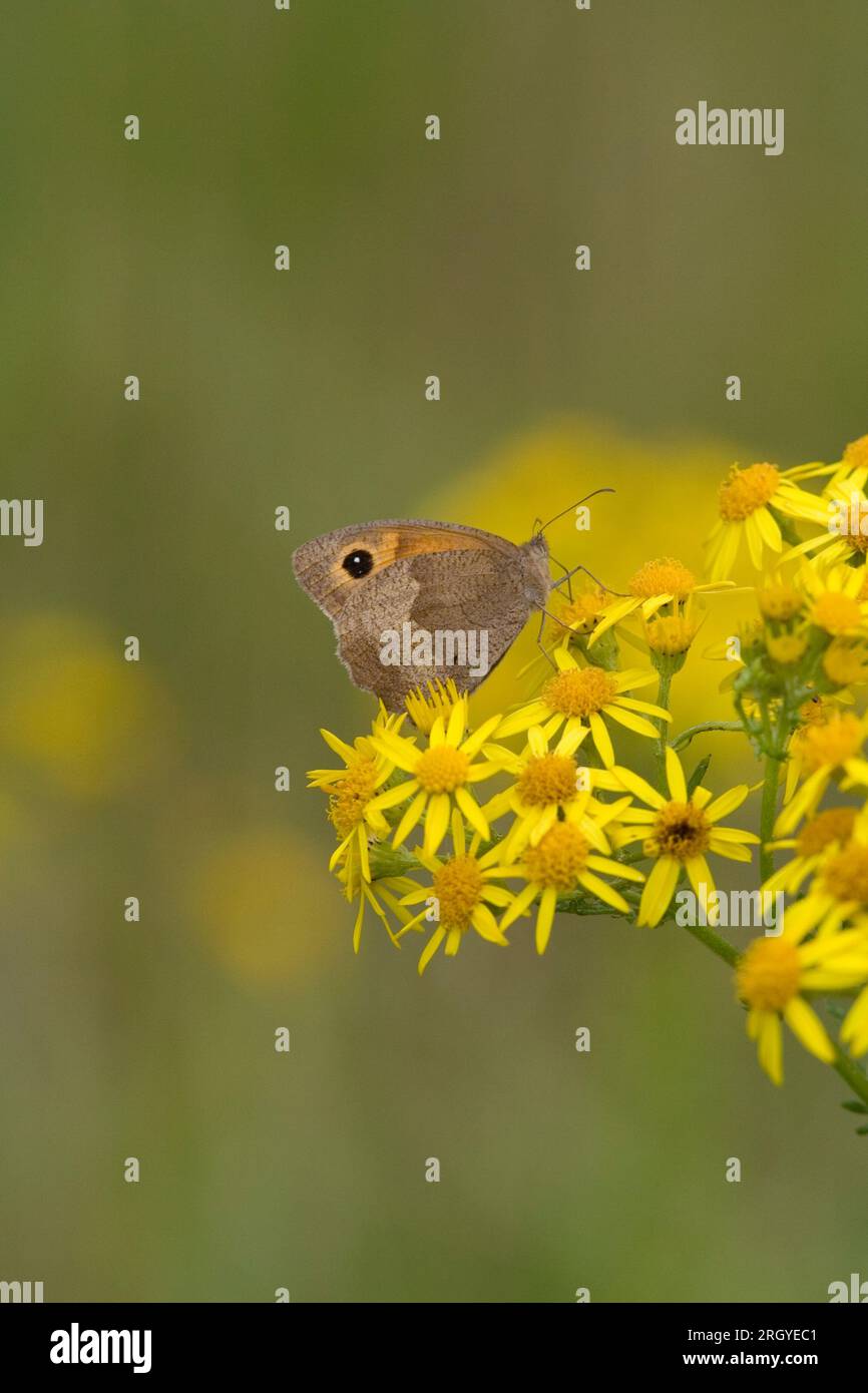 Gatekeeper up close hi-res stock photography and images - Alamy