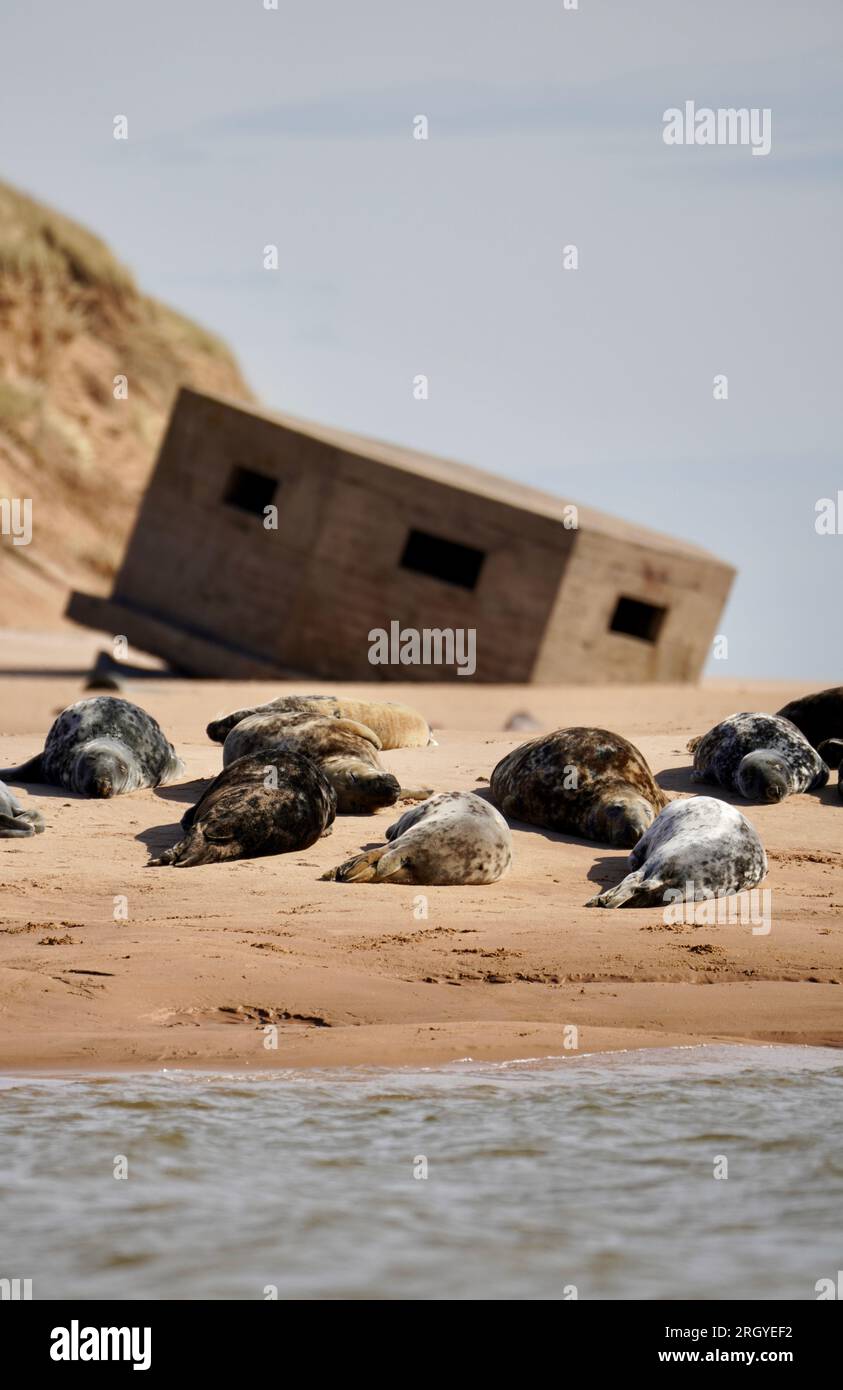 Seals at Newburgh Beach Stock Photo - Alamy