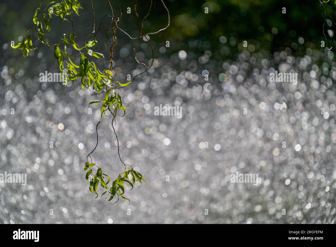 Water droplets and mist over fountain Wroclaw Botanical gardens poland ...