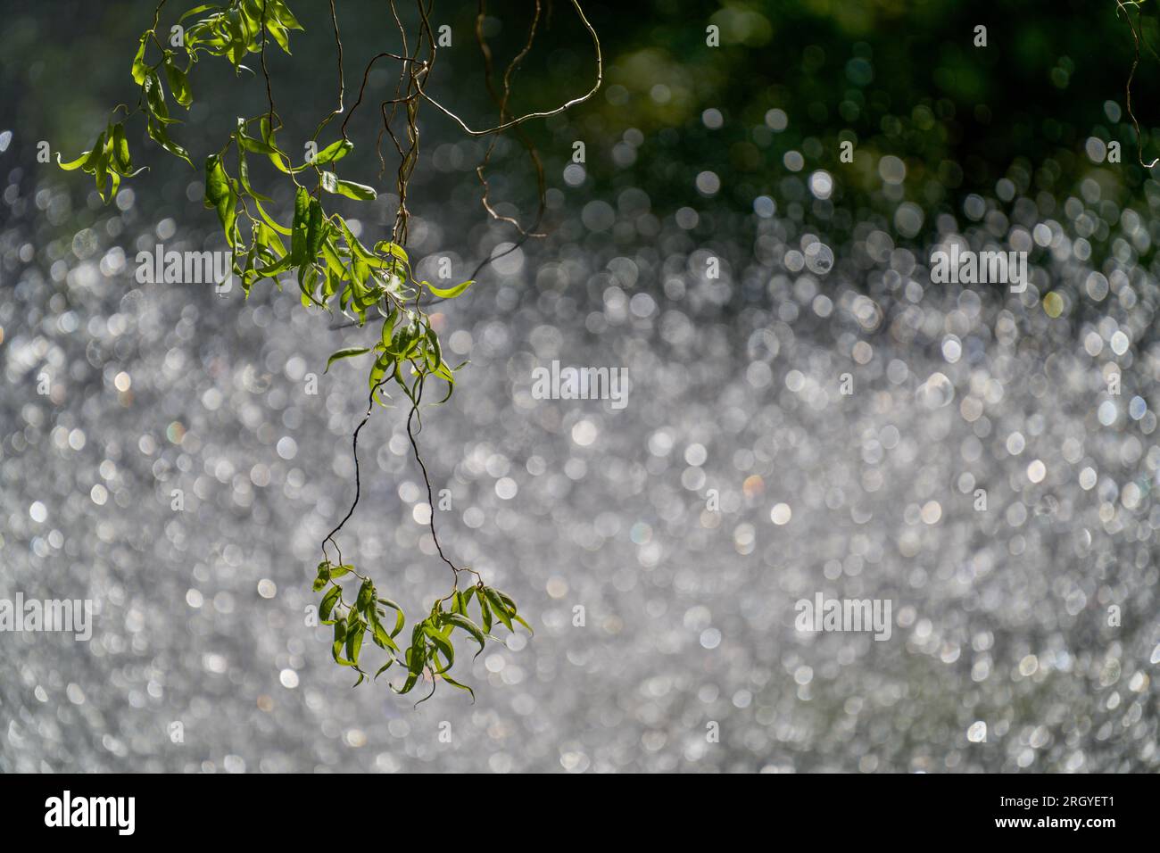 Water droplets and mist over fountain Wroclaw Botanical gardens poland ...