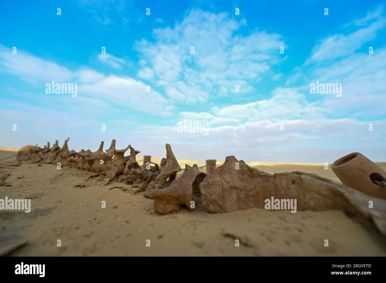 Faiyum, Egypt. 12th Aug, 2023. Fossil of a whale "Dorudon" can be seen ...