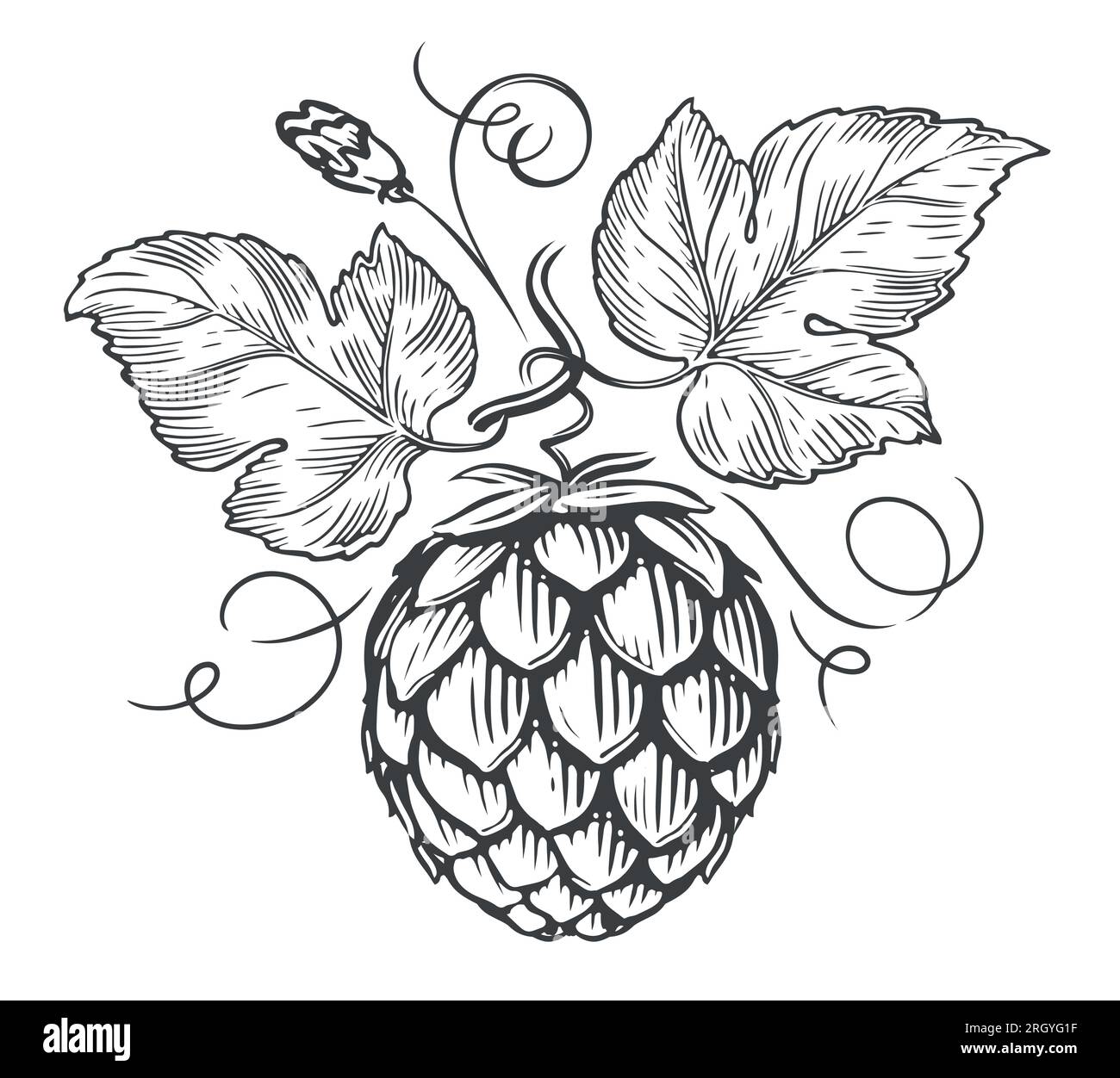Branch with ripe hop cone and leaves. Food ingredient sketch. Plant ...