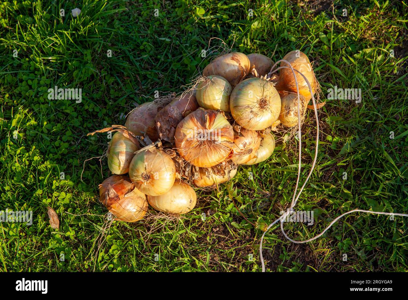 packed for winter storage onion harvest, onion harvest in large ...