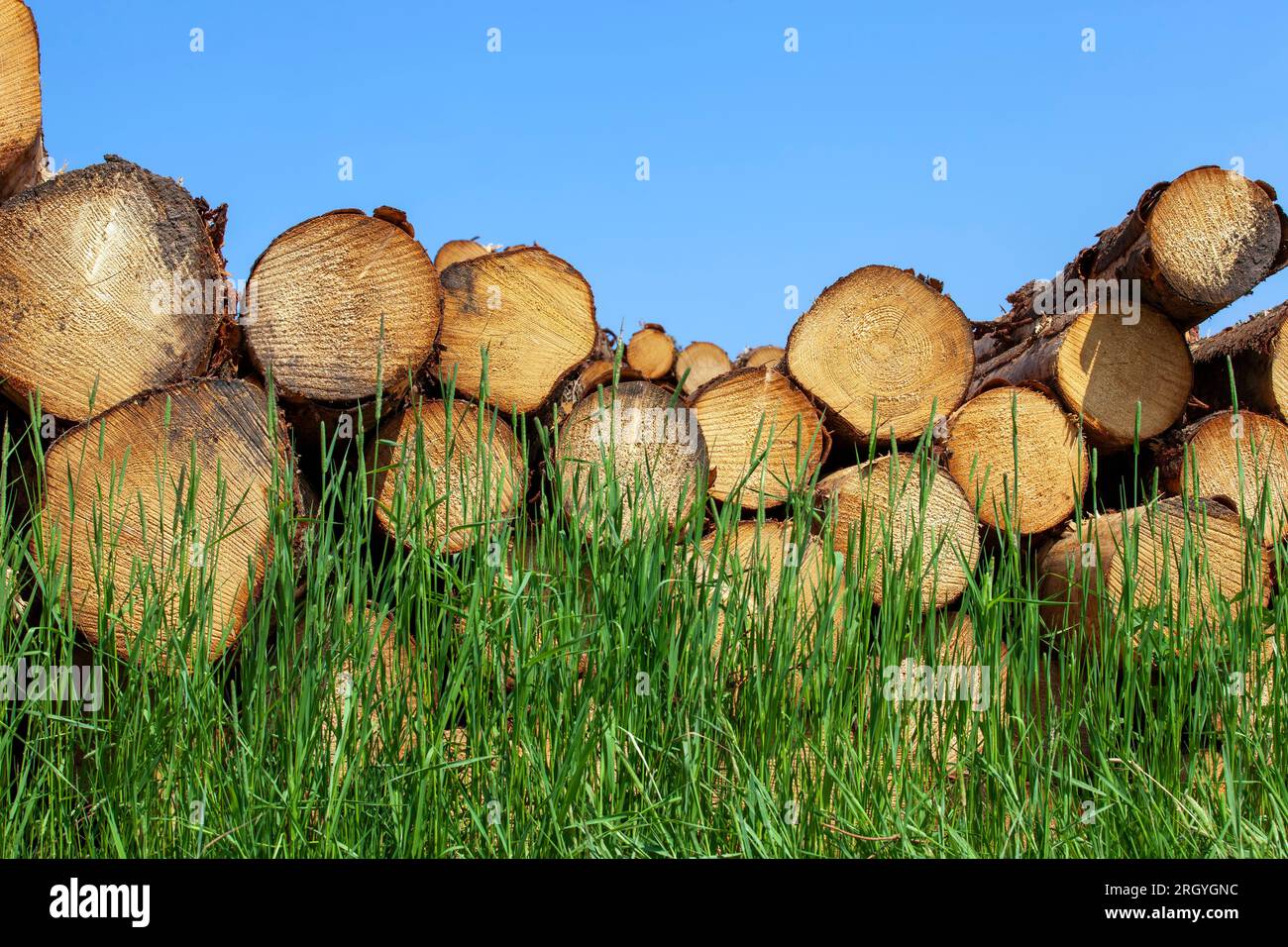 a large amount of pine wood during logging, deforestation to obtain ...