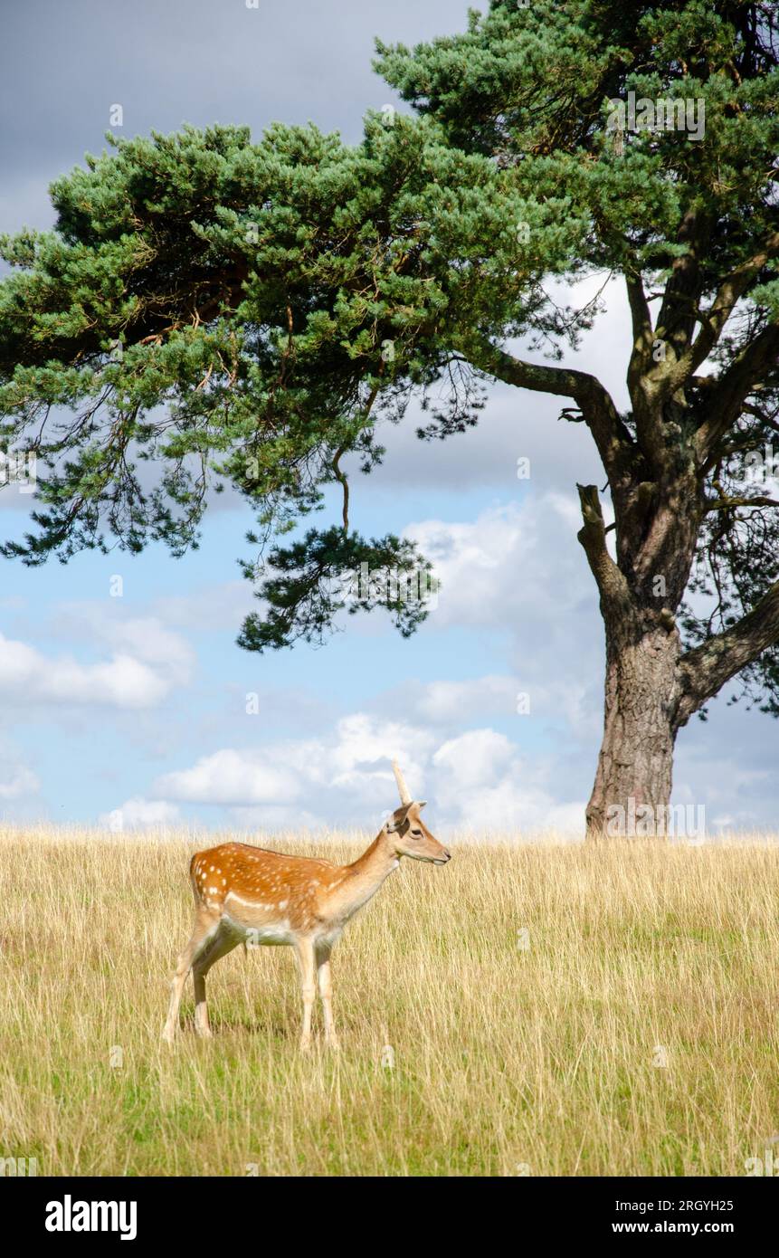 Wild deer at knole estate hi-res stock photography and images - Alamy