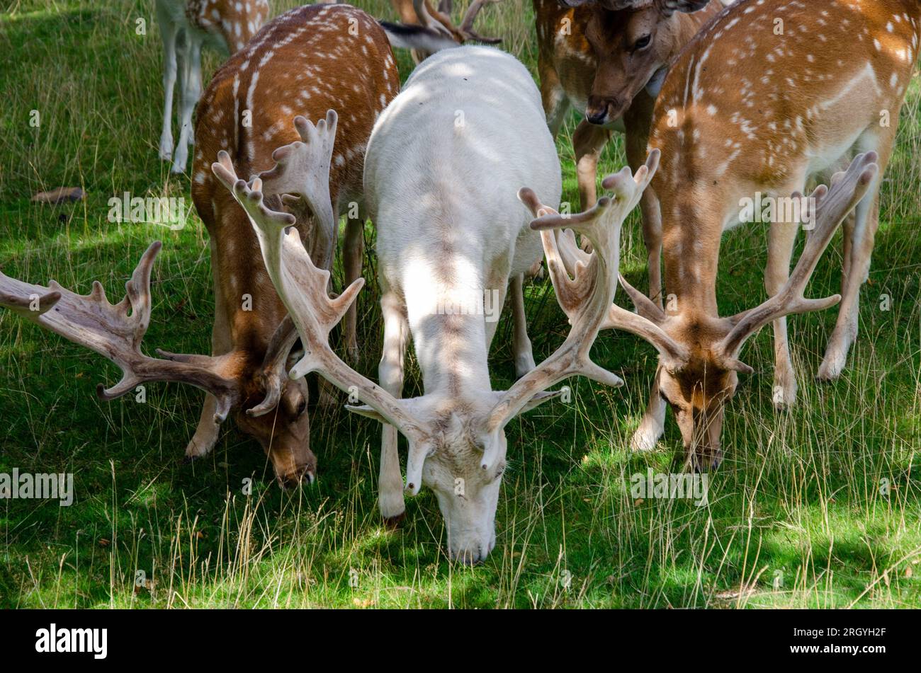 Knole house estate hi-res stock photography and images - Alamy