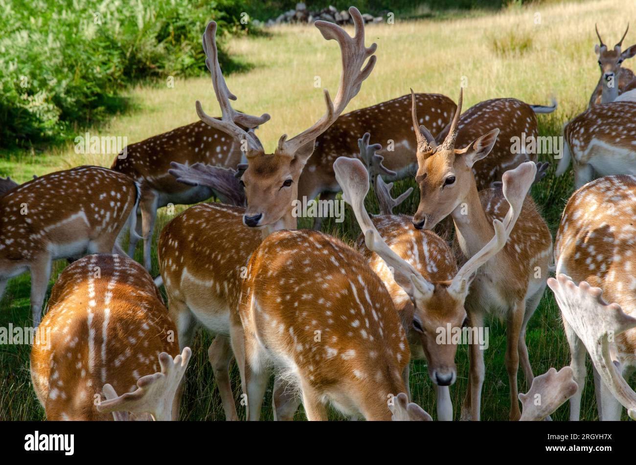 Knole house estate hi-res stock photography and images - Alamy