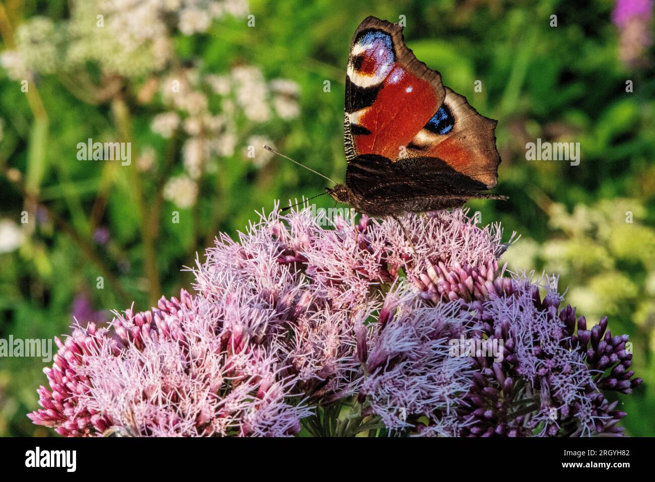 Butterfly peacock blue spots hi-res stock photography and images - Alamy