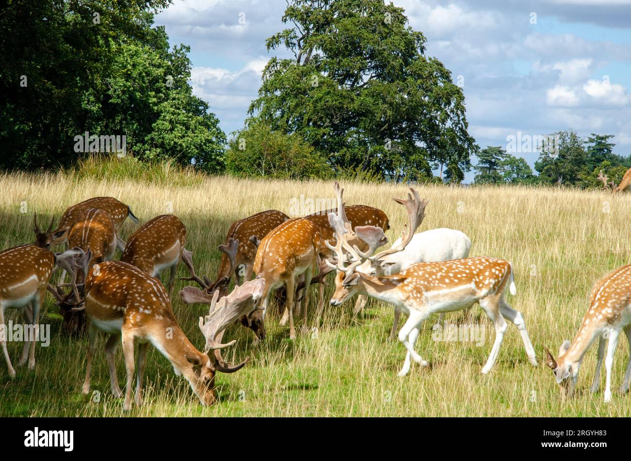Knole house estate hi-res stock photography and images - Alamy