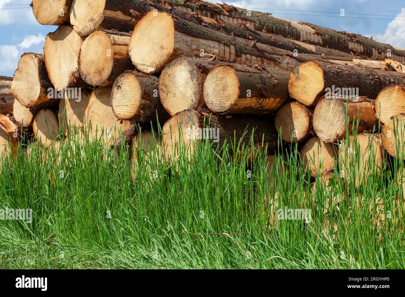 a large amount of pine wood during logging, deforestation to obtain ...