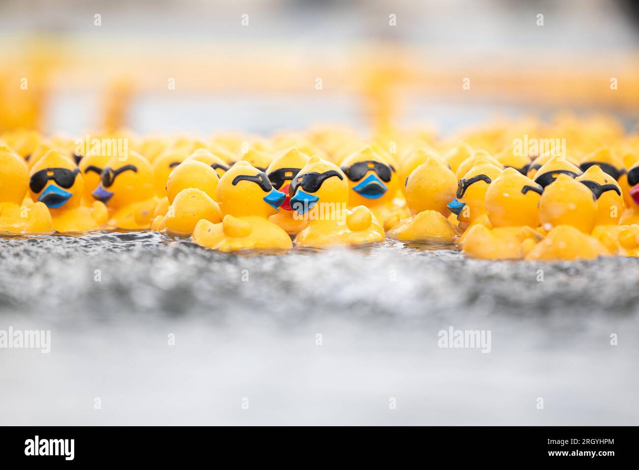 Hanover, Germany. 12th Aug, 2023. Yellow rubber ducks swim at the ...