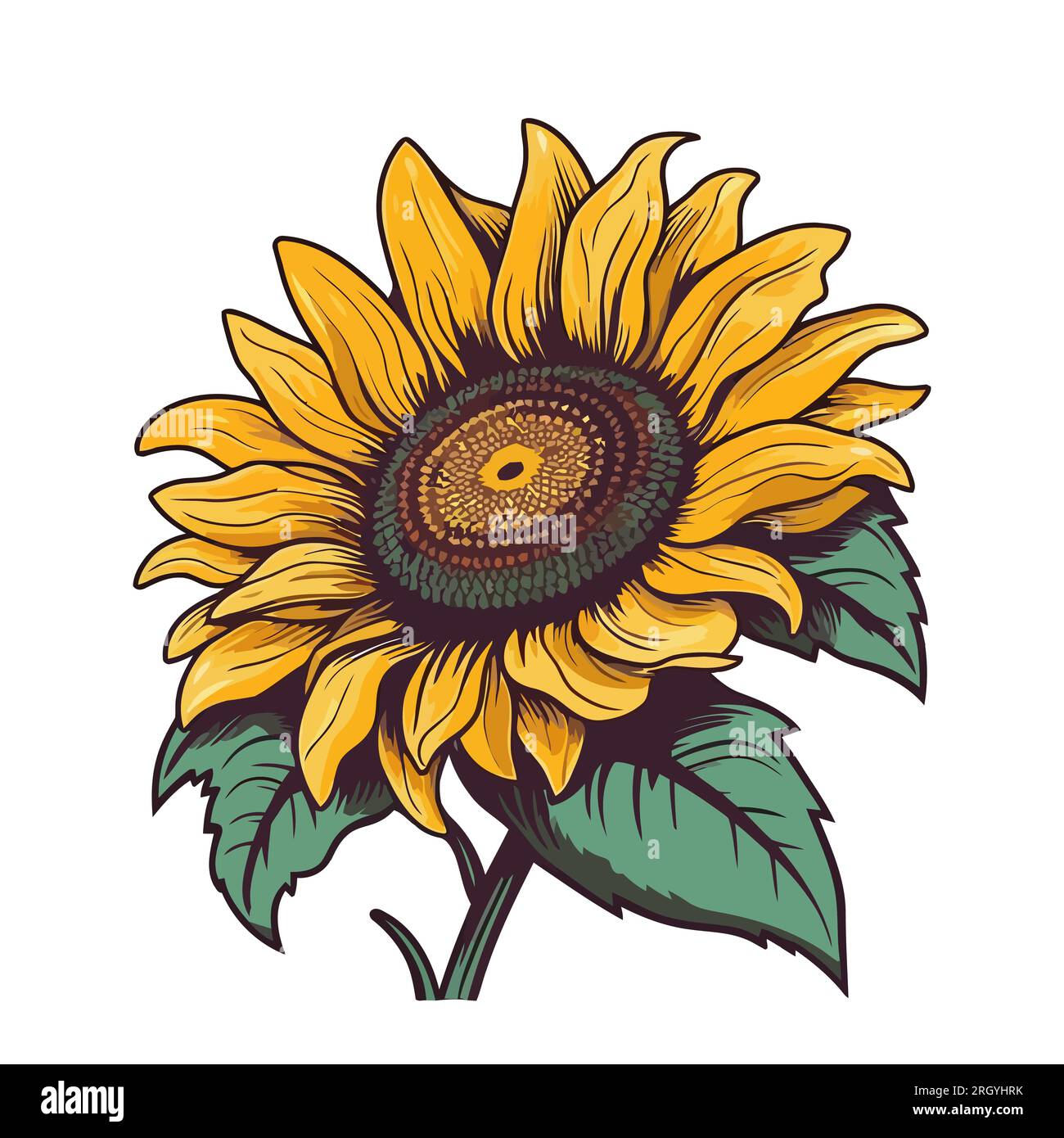 Sunflower flower. Sunflower flower image isolated. Cute sunflower ...