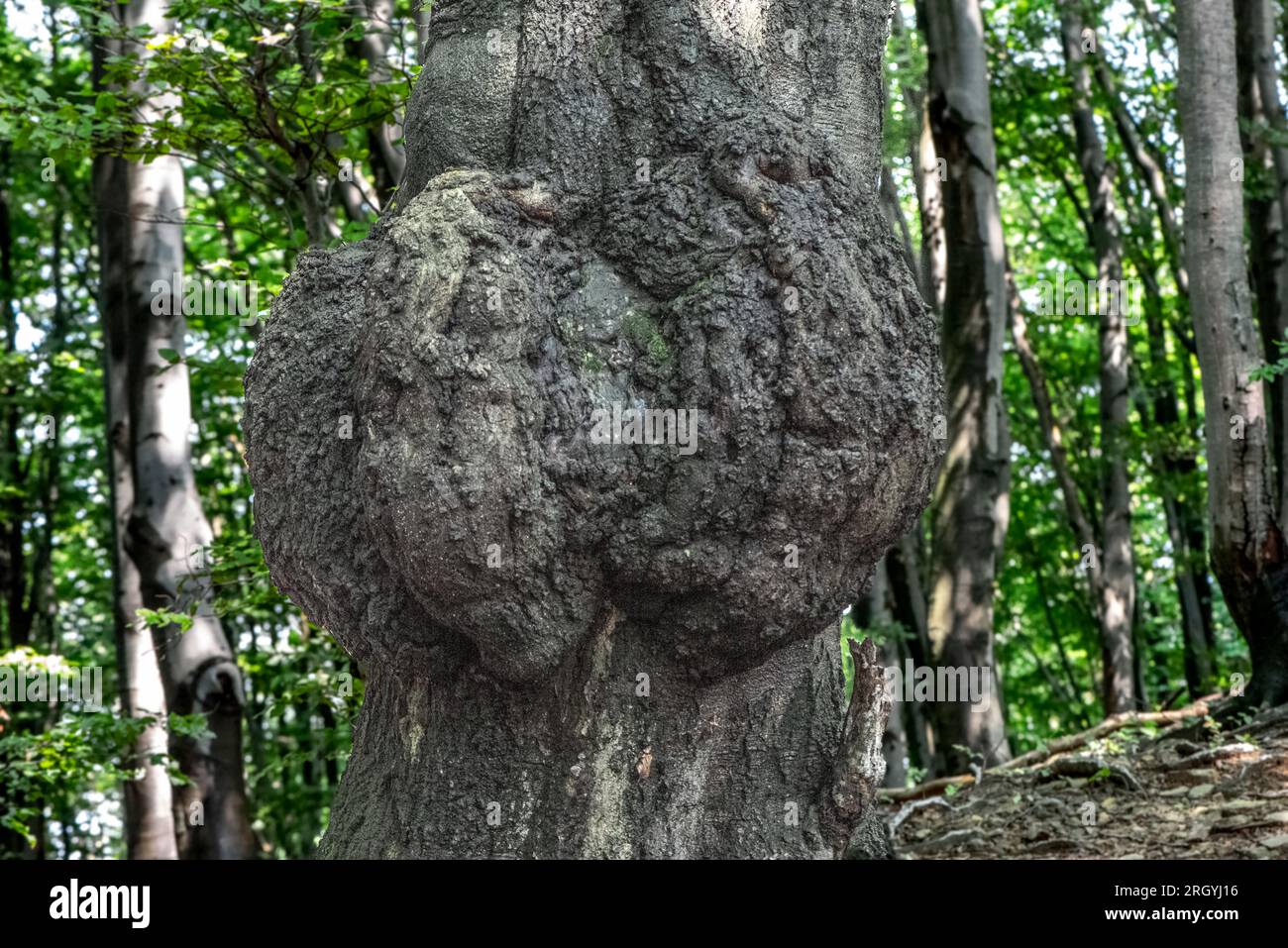 Tree Cancer, Sick Tree, Sick Trunk Stock Photo - Alamy