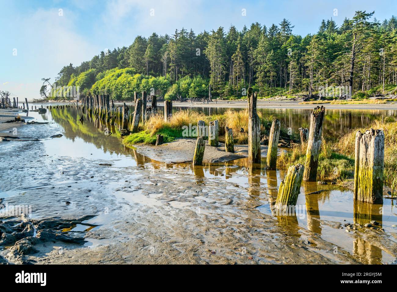 Evergreen trees and old pilings line the Moclips River in Washington ...