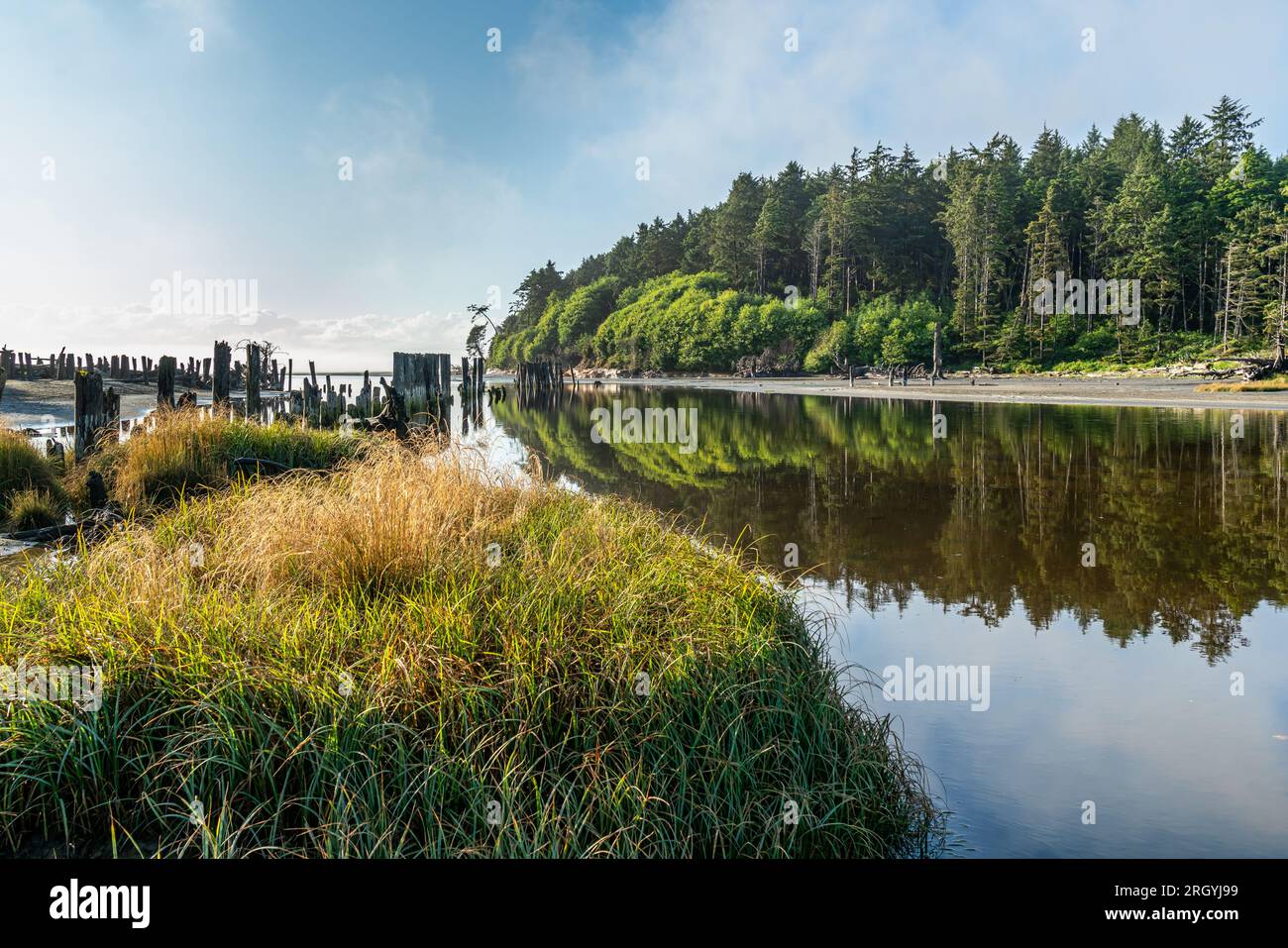 Evergreen trees and old pilings line the Moclips River in Washington ...