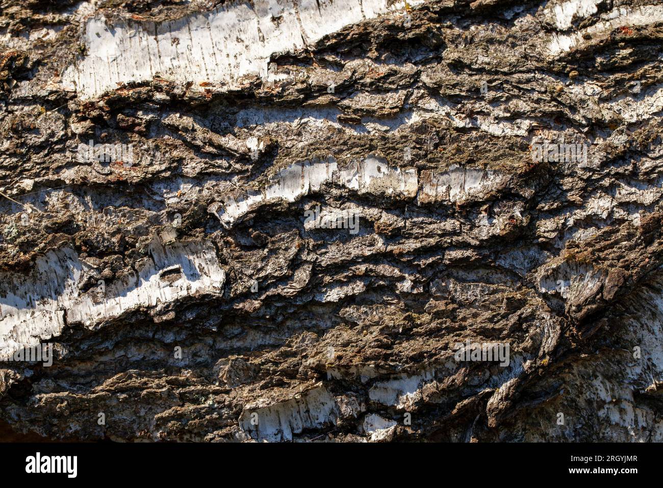close-up of tree bark, structure and features of protective tree bark ...