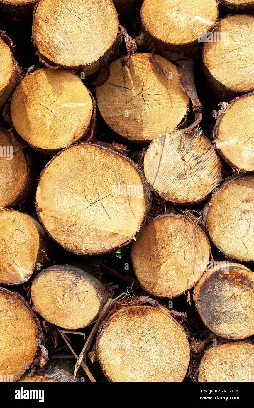 a large amount of pine wood during logging, deforestation to obtain ...