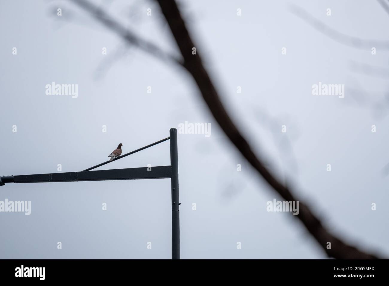 Natural pigeon control hi-res stock photography and images - Alamy