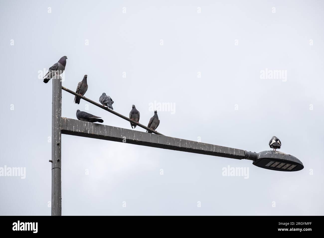 A group of pigeons on a light pole Stock Photo - Alamy
