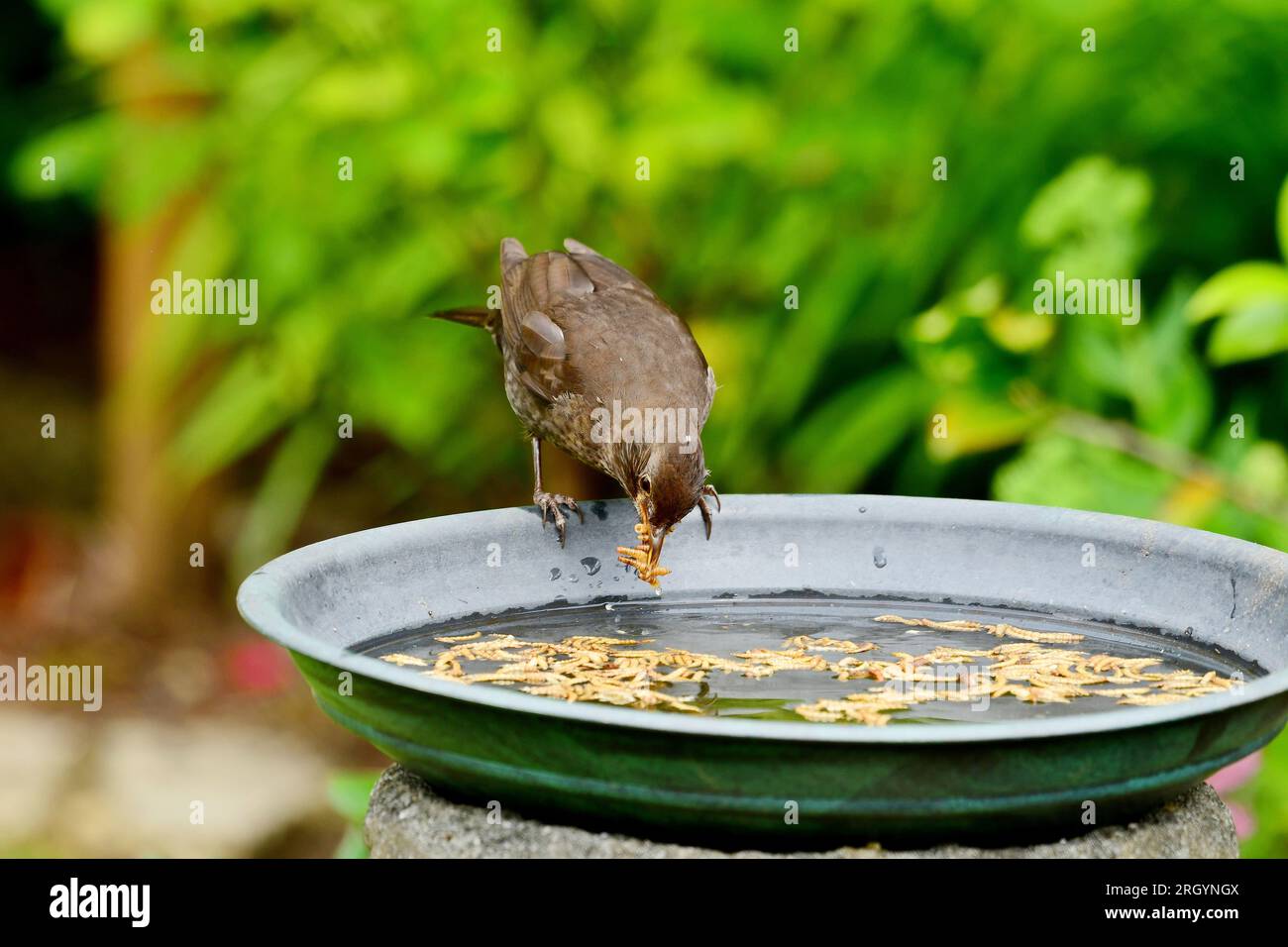 Blackbirds are noisy hi-res stock photography and images - Alamy