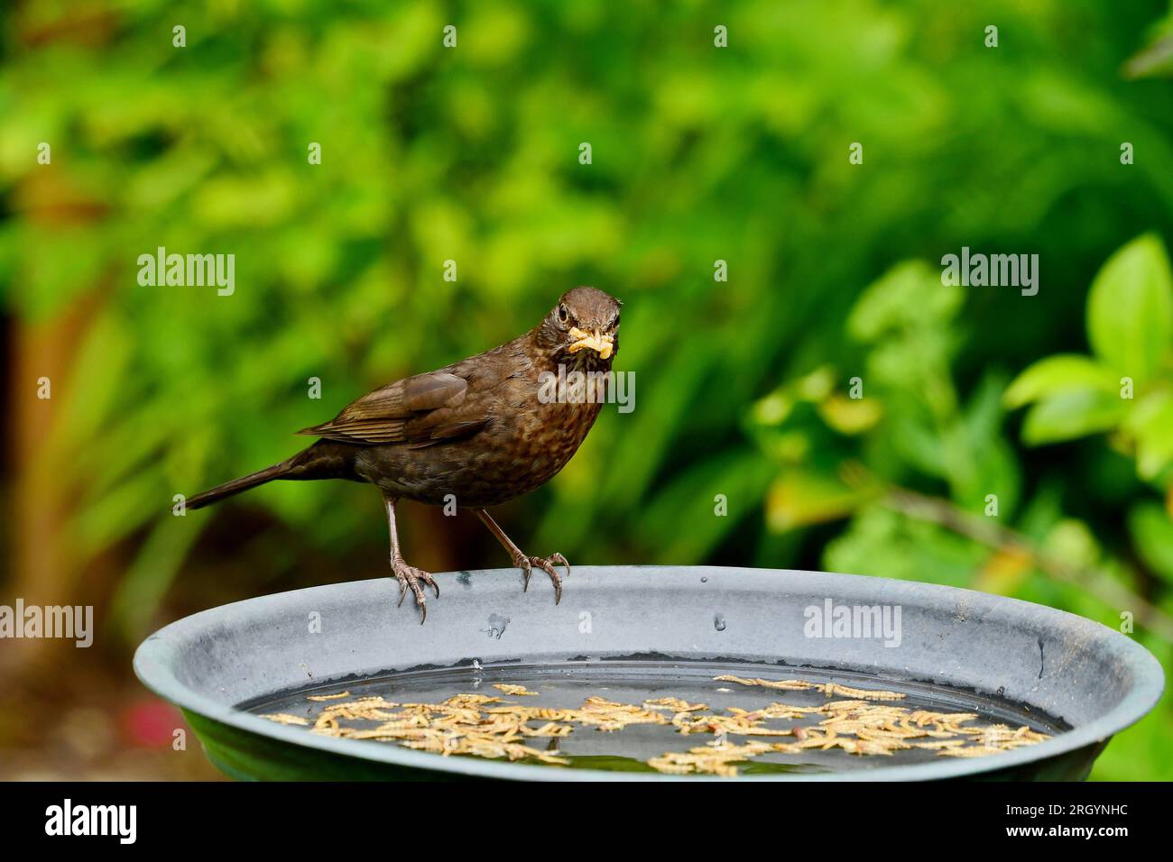 Blackbirds are noisy hi-res stock photography and images - Alamy