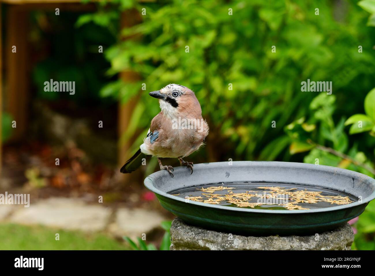 Jay flying hi-res stock photography and images - Alamy