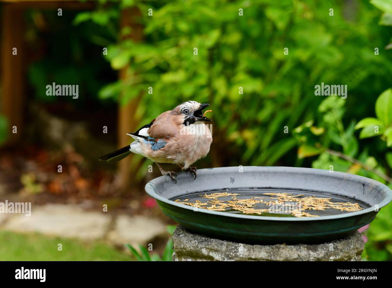 Jay flying hi-res stock photography and images - Alamy