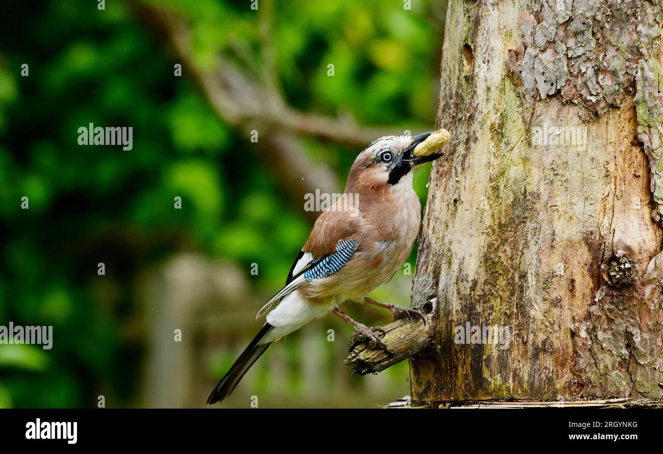 Jay flying hi-res stock photography and images - Alamy