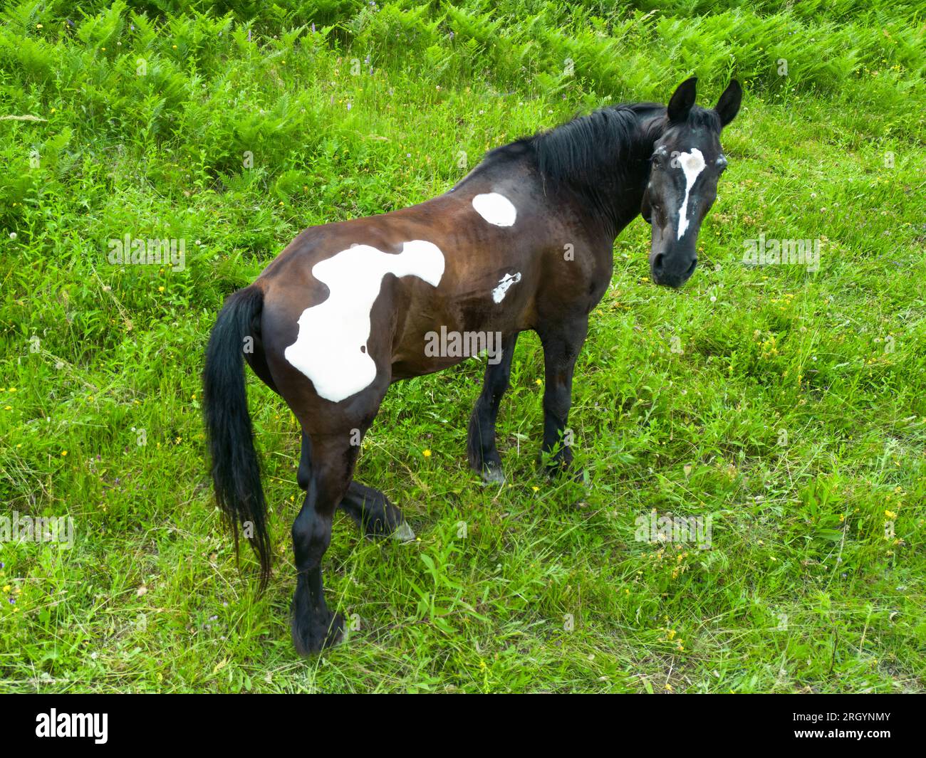 Aerial view of wild pinto horse in summer Stock Photo - Alamy