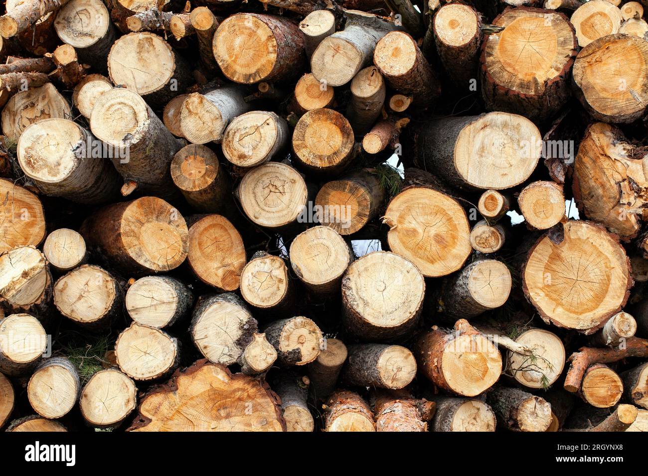 hardwood logging for industrial processing and production, tree trunks ...