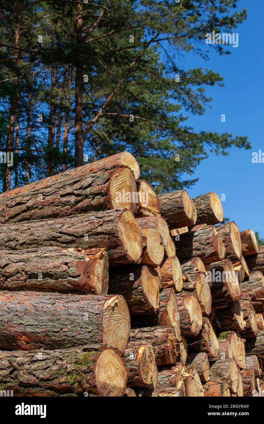 pine wood of coniferous trees during logging, logging and cutting of ...