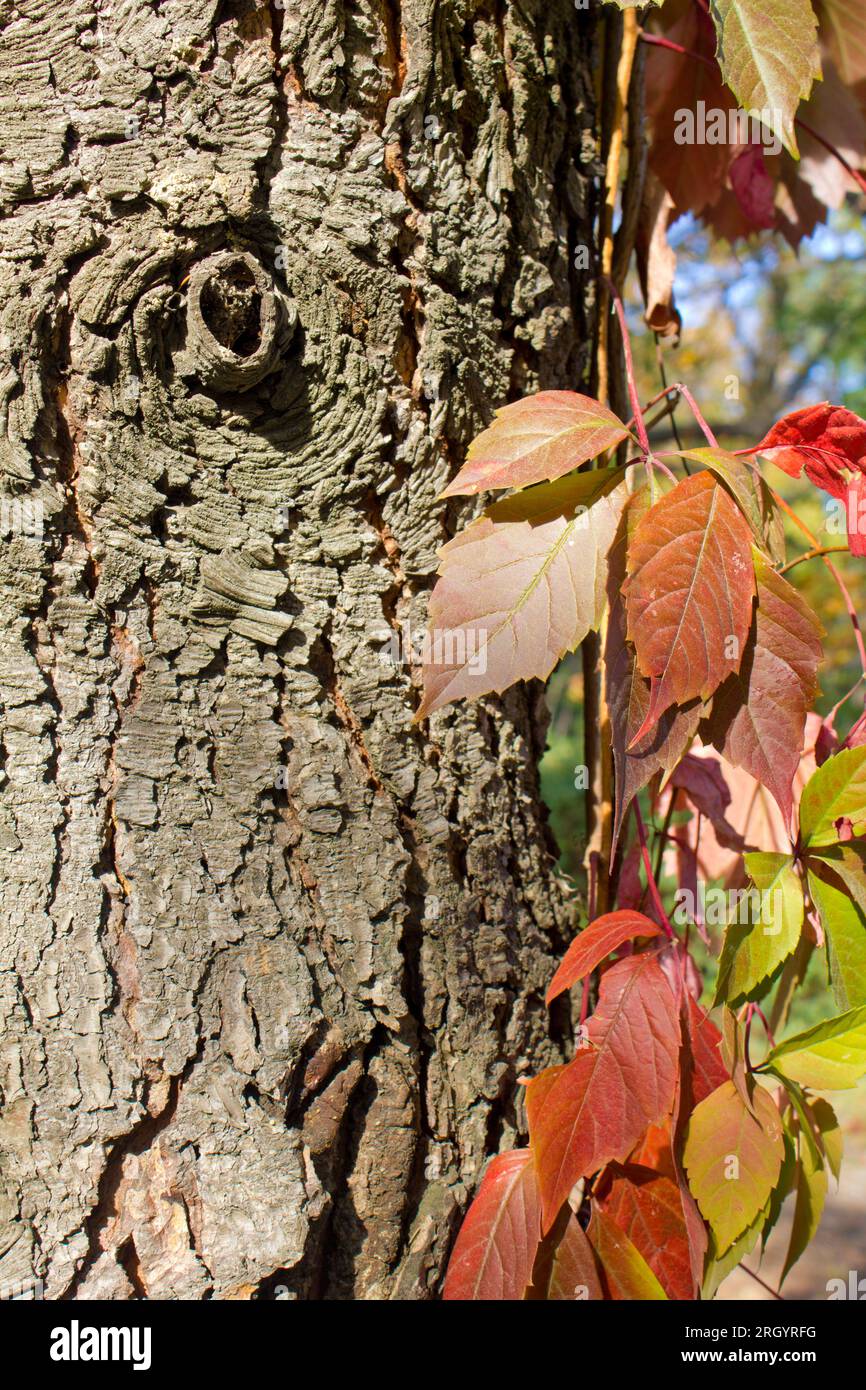 Red leaves of wild grapes on a background of tree bark Stock Photo - Alamy