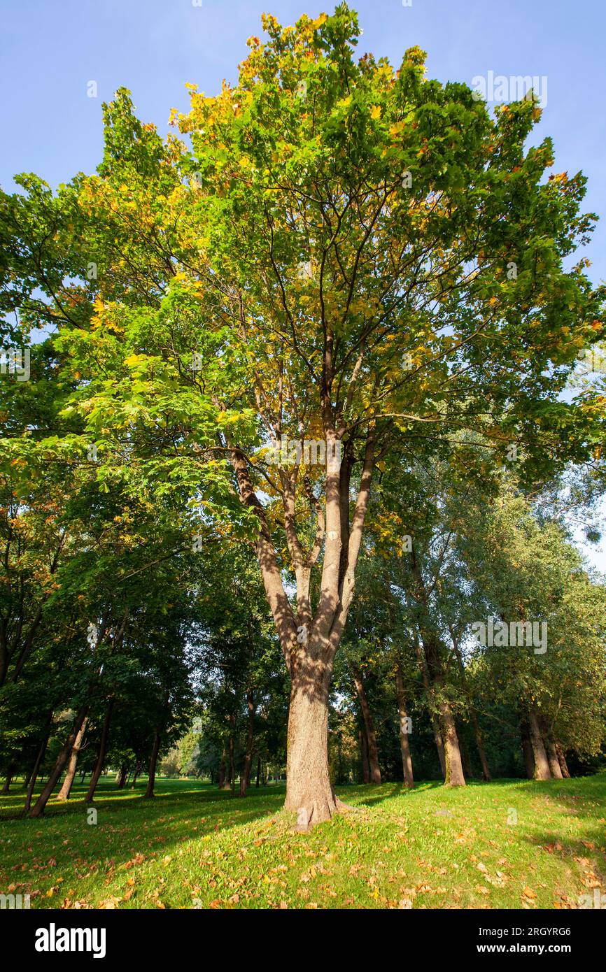 mixed forest with different types of deciduous trees, beautiful forest ...
