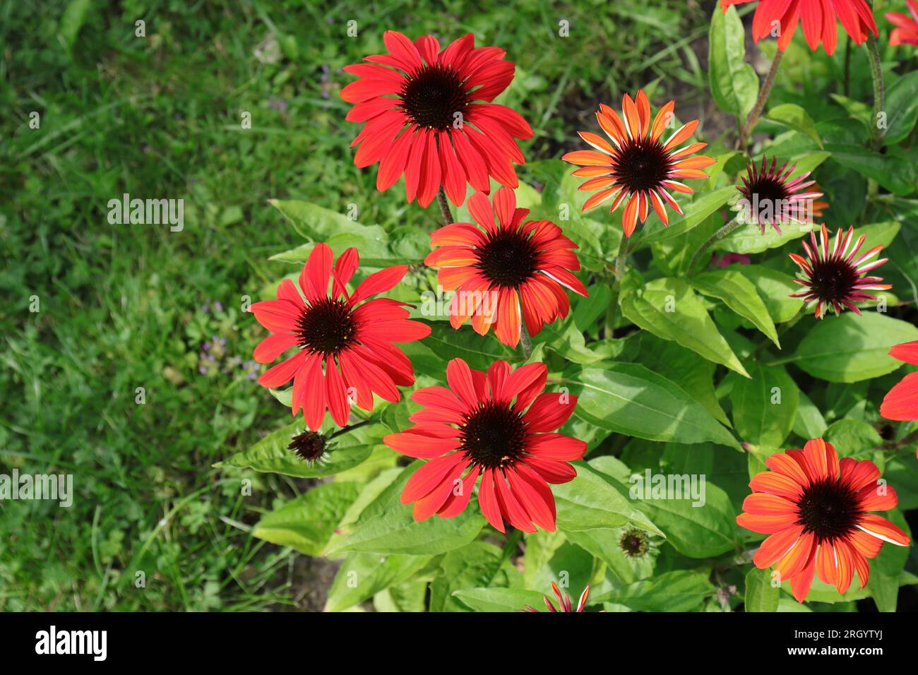 View of freshly bloomed red Echinacea purpurea plants against a green ...
