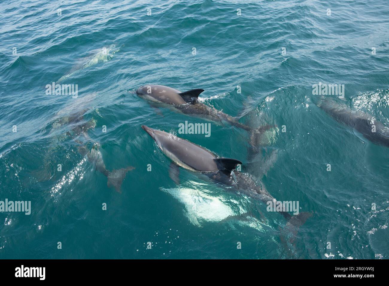 Common short beaked dolphins, Delphinus delphis, in Lyme Bay that were engaged in courtship and ...