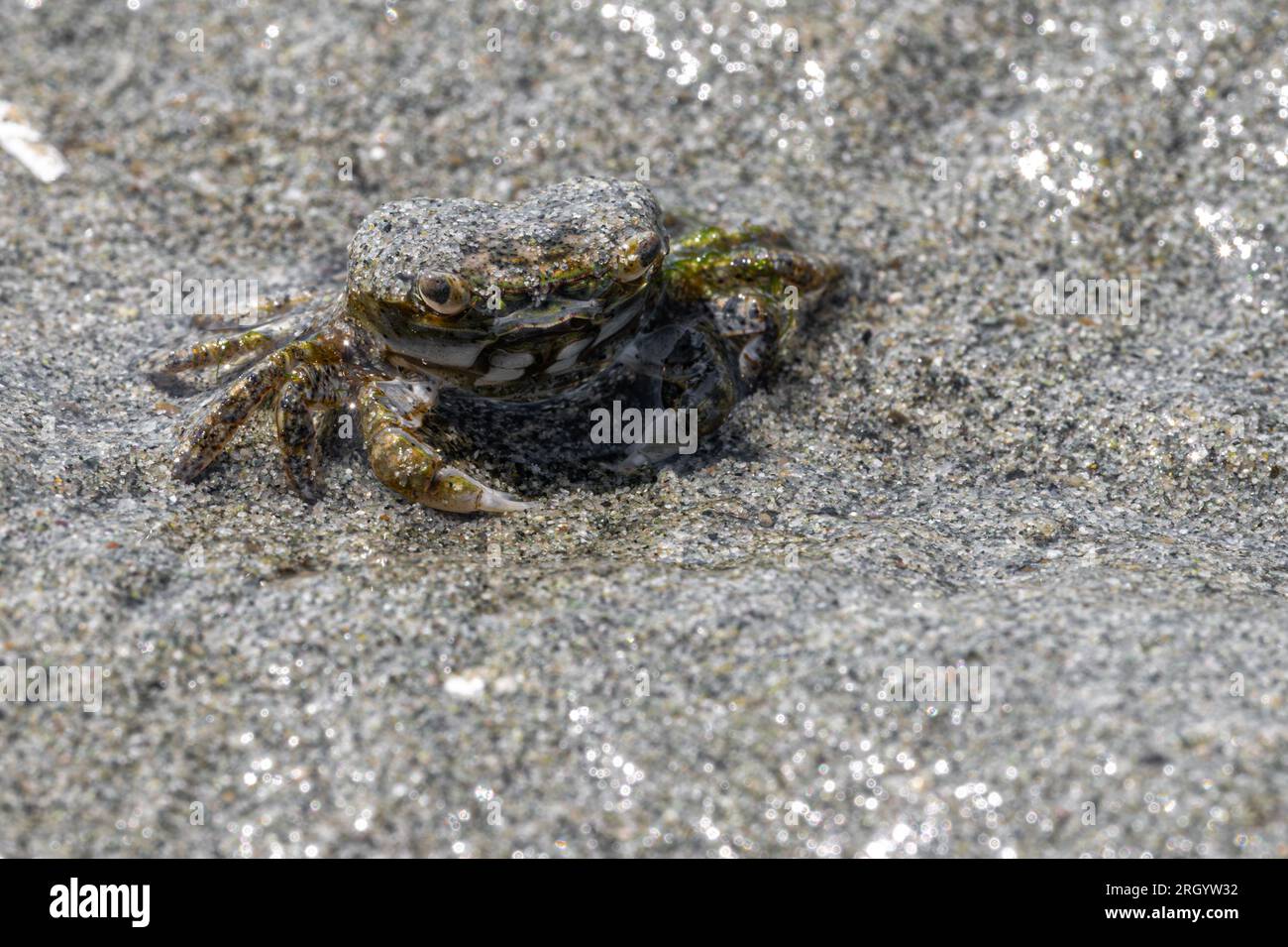 Mud-flat Crab (Hemigrapsus oregonensis) on a Vancouver Island Beach ...