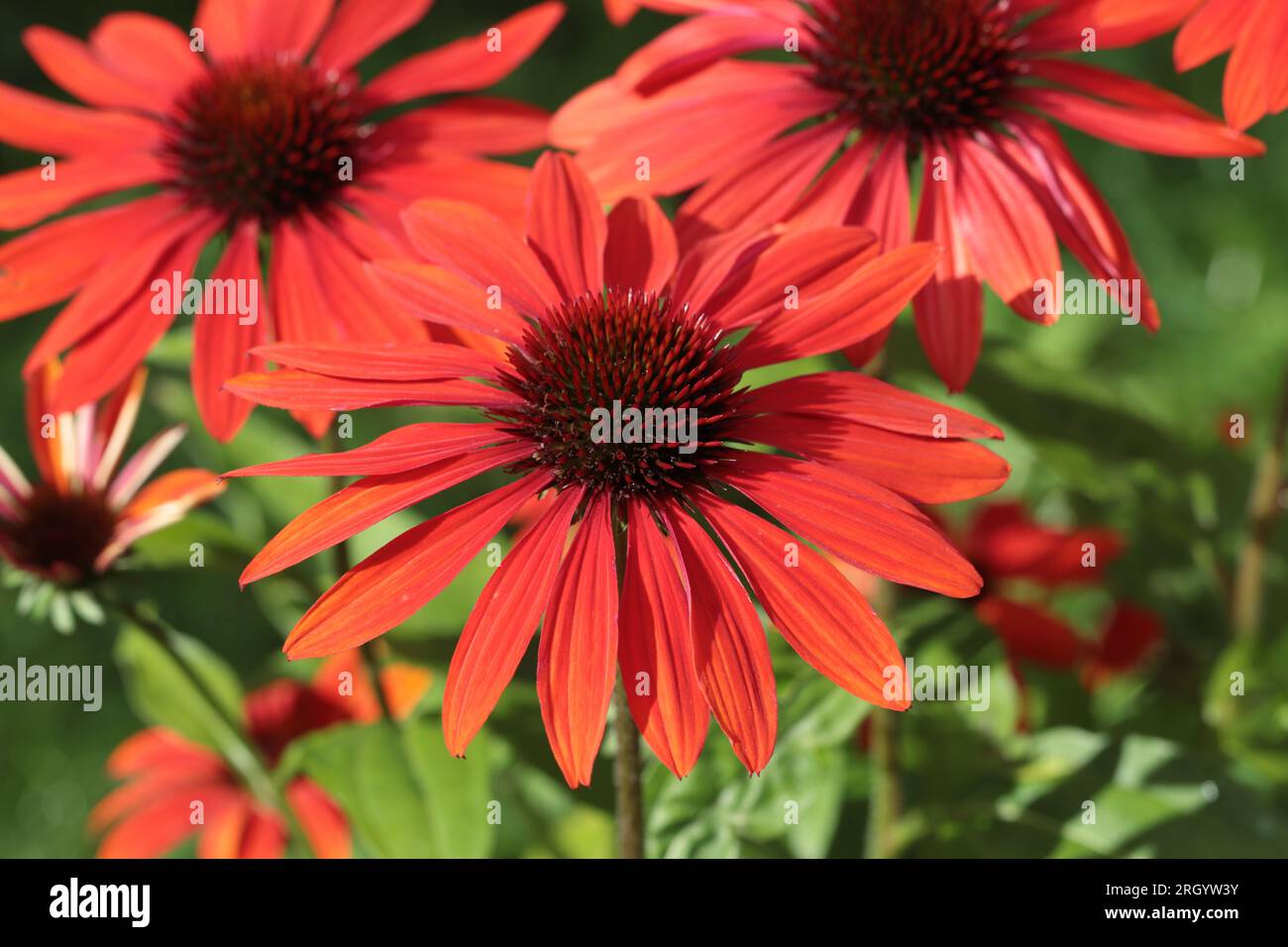 Close-up of beautiful red Echinacea purpurea flowers with showy heads ...