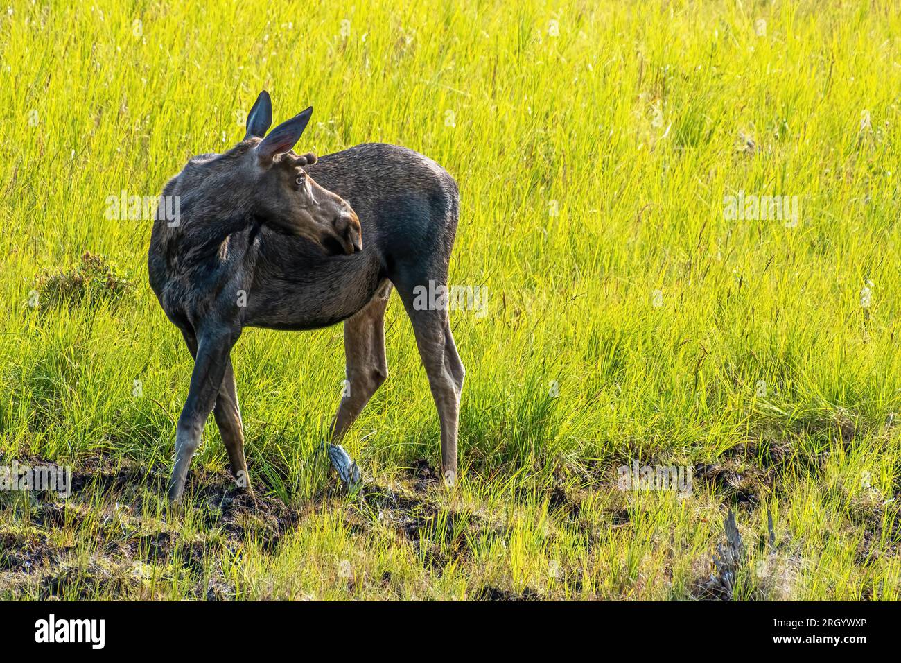 Largest british wild animal hi-res stock photography and images - Alamy