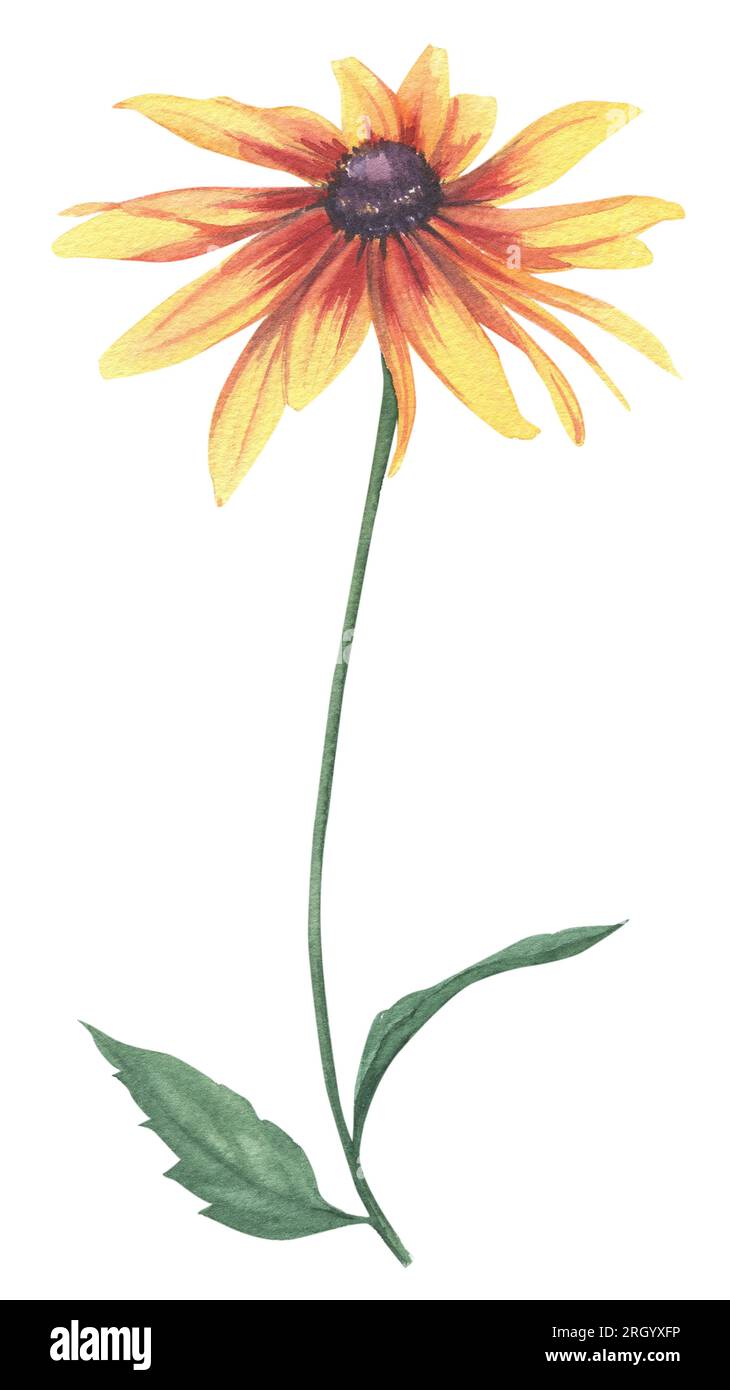 Vibrant rudbeckia flower hand-drawn in watercolor. Floral element on a ...