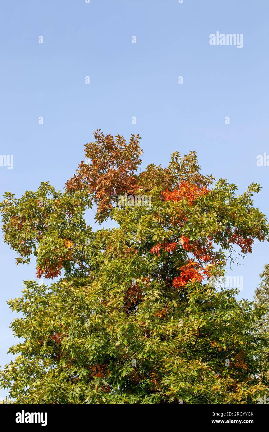 trees with orange foliage in the autumn season, sunny weather in the ...
