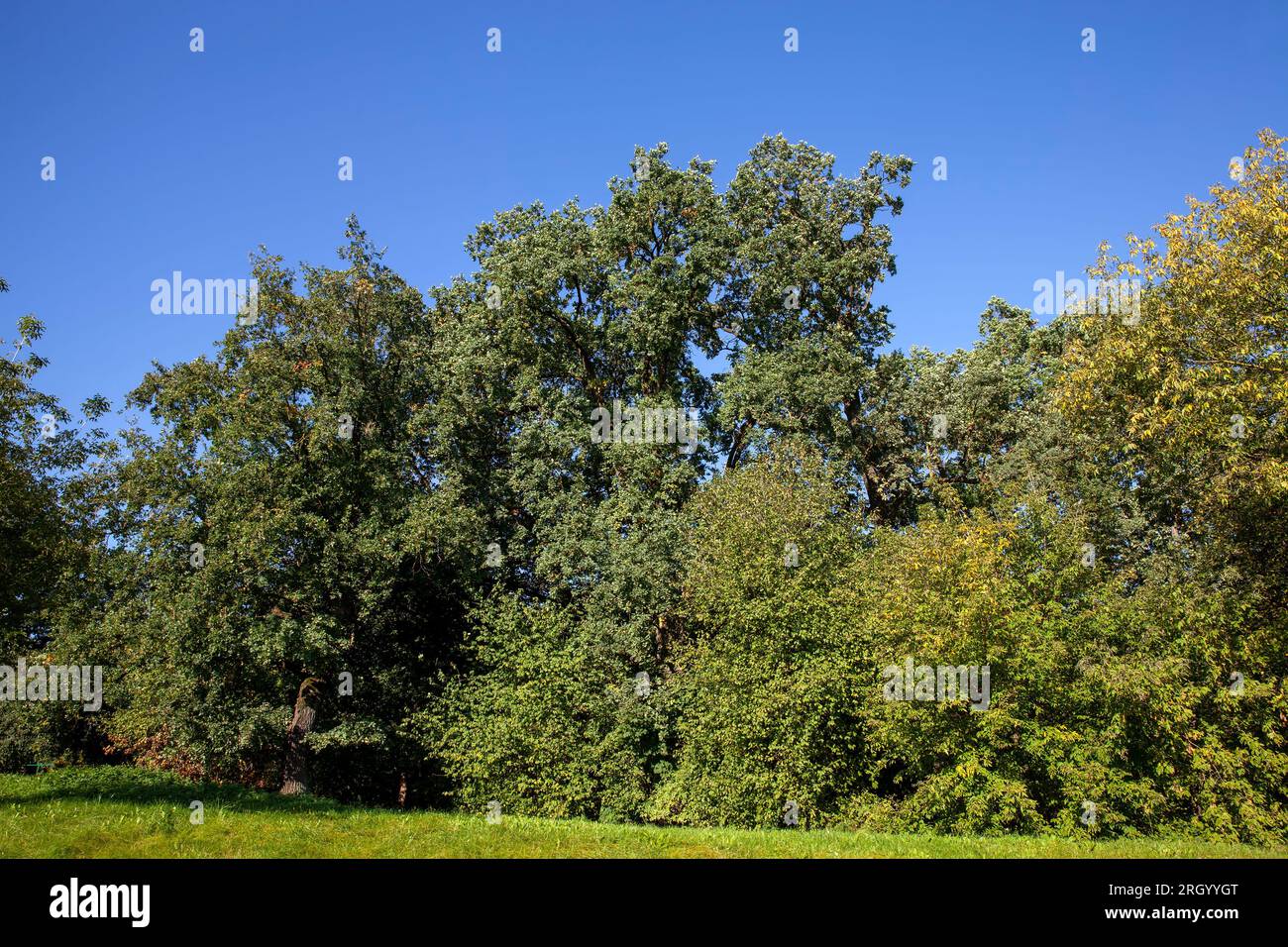 mixed forest with different types of deciduous trees, beautiful forest ...