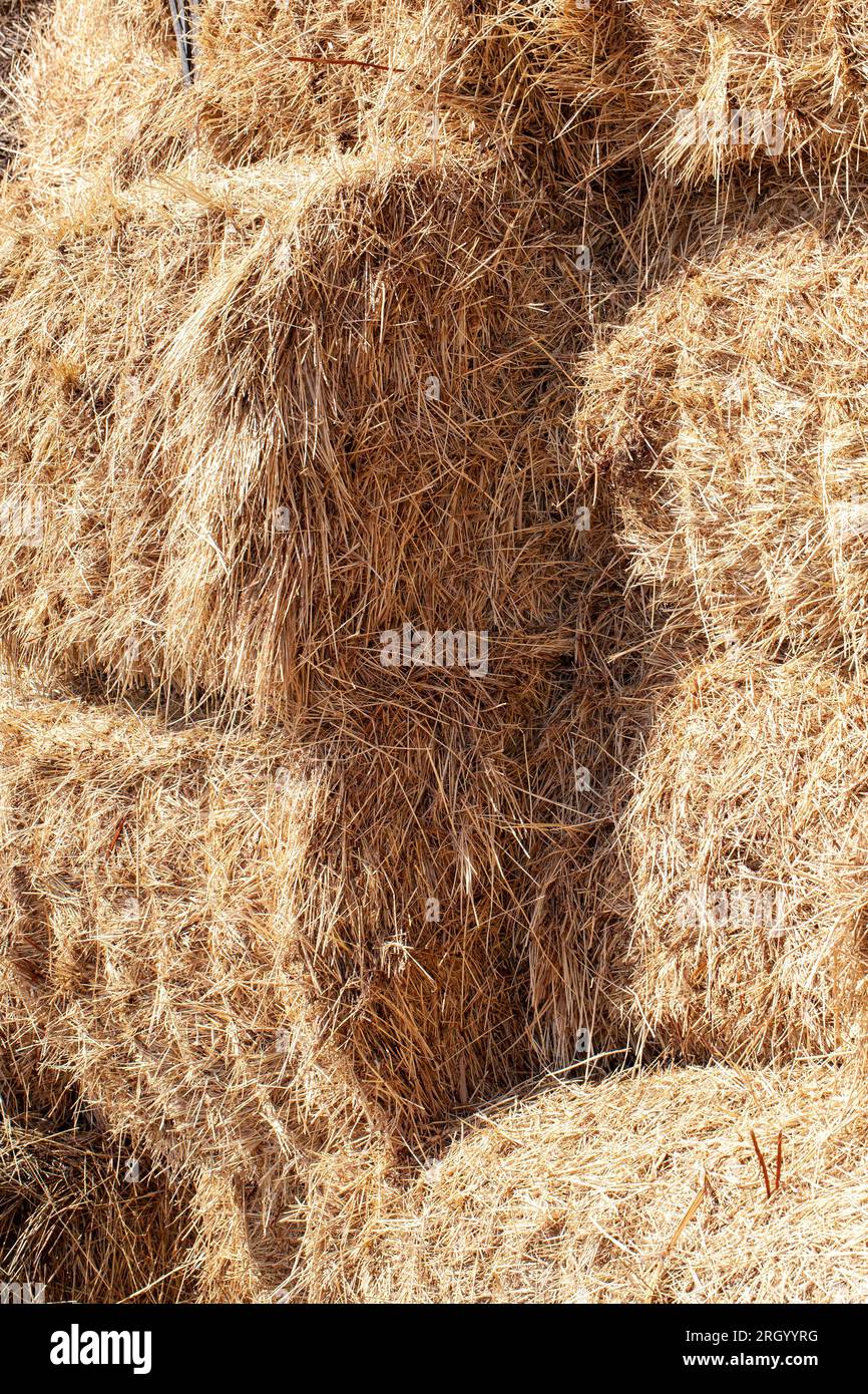 hayloft warehouse with straw stacks after wheat harvest, grain farming ...