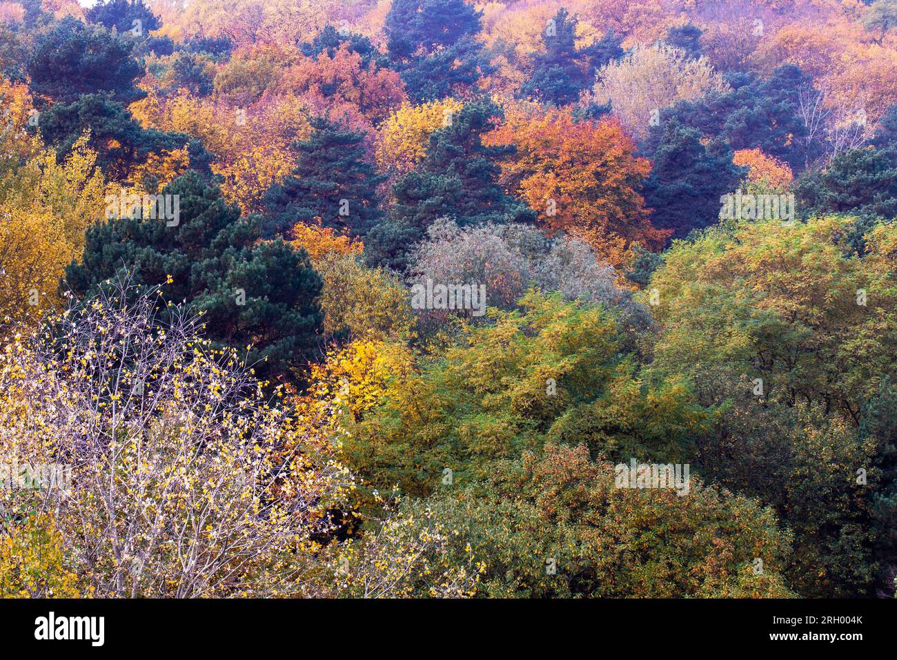deciduous trees with colorful yellow orange foliage in the autumn ...