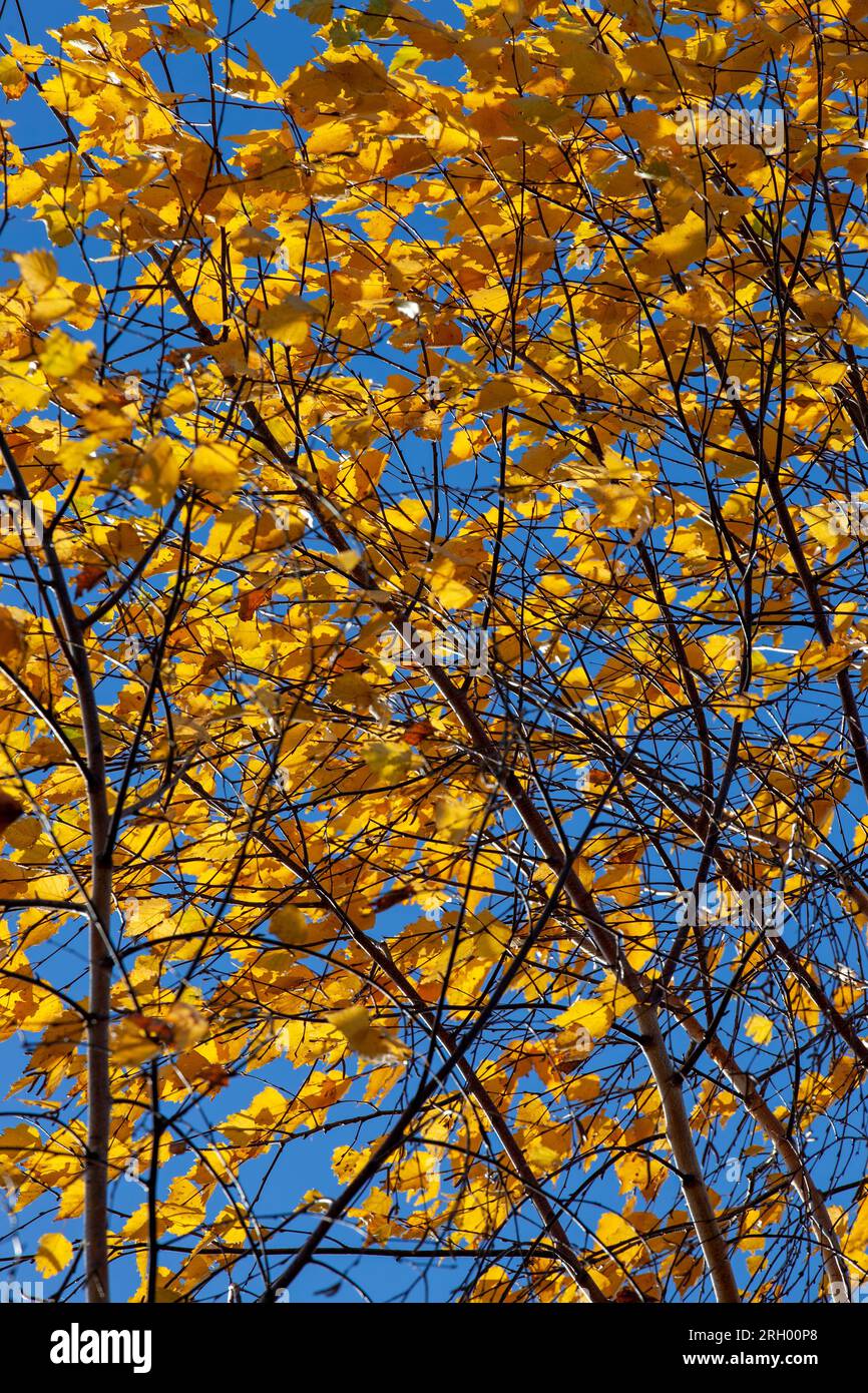 birch trees with orange foliage in the autumn season, sunny weather in ...