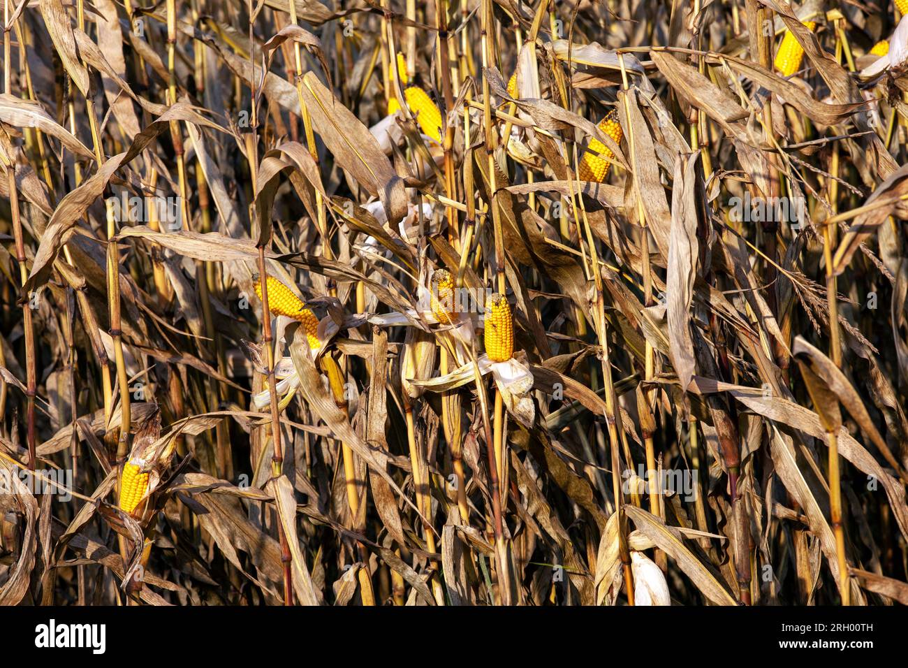 yellow ripe corn fruits in summer, corn cobs in mold and mushroom Stock ...