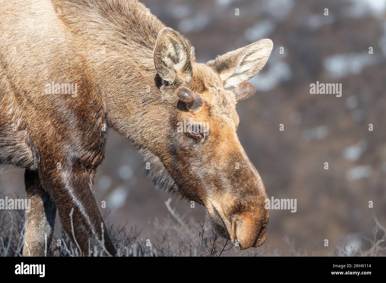 Alaska moose on the Savage River Trail in Denali National Park, Alaska ...