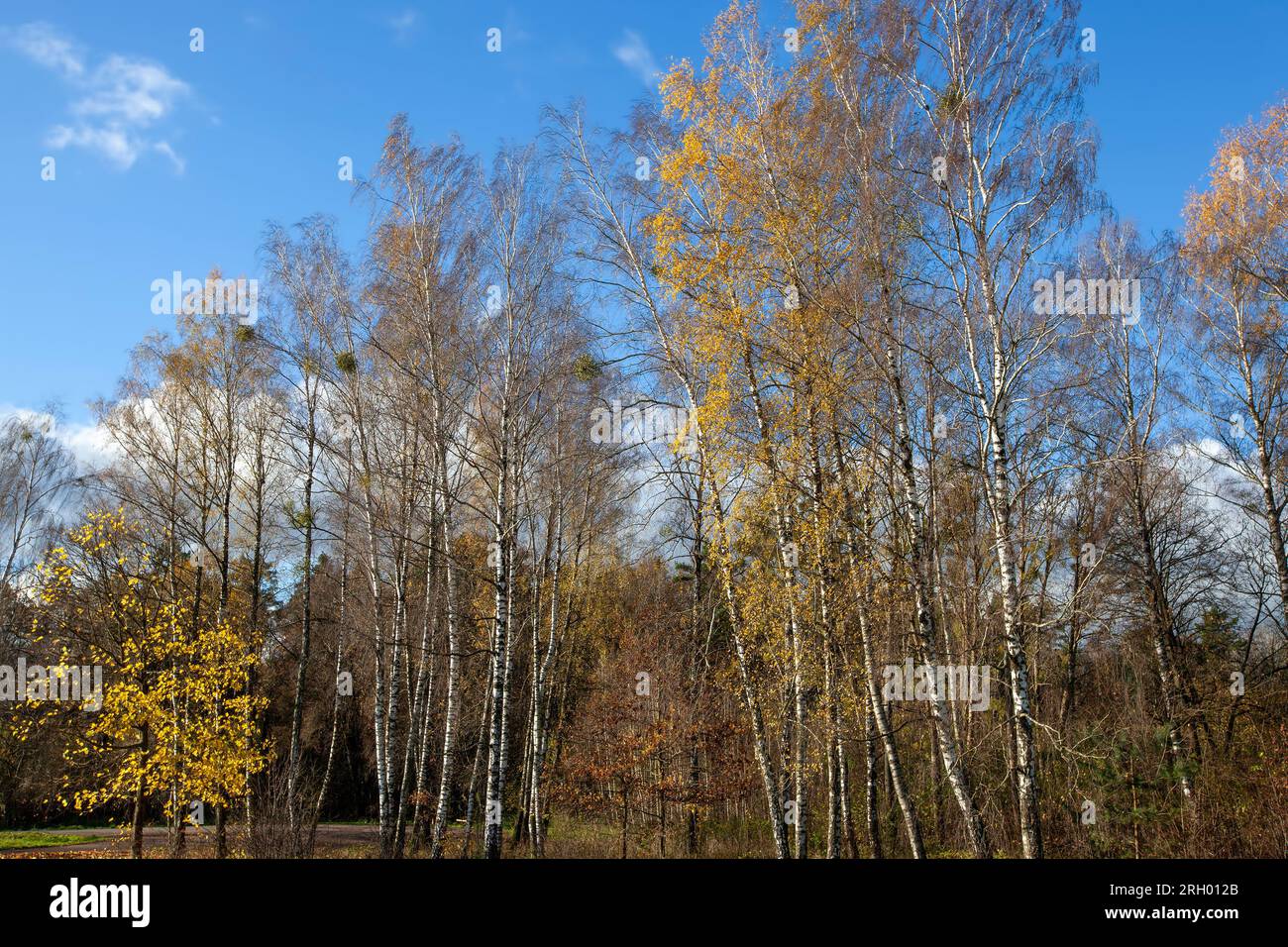 birch trees with orange foliage in the autumn season, sunny weather in ...
