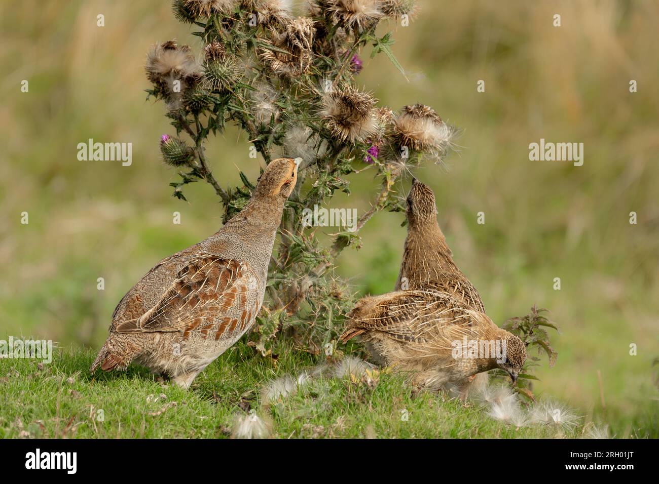 Grey partridge and chicks, Scientific name, Perdix Perdix. Adult grey ...